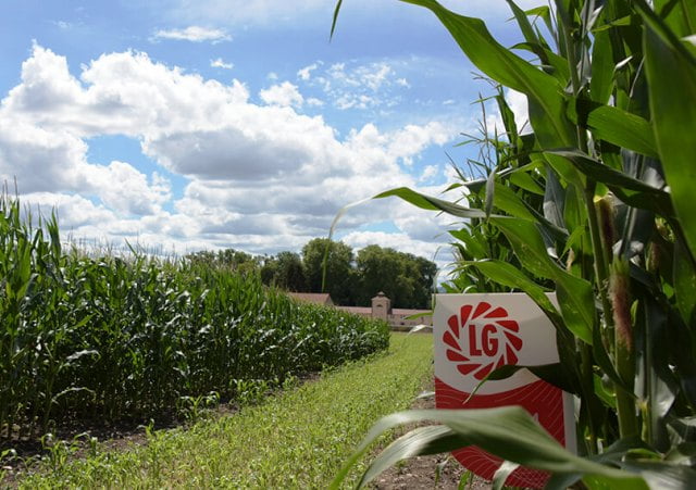 El maíz también apunta al norte - BioEconomia.info