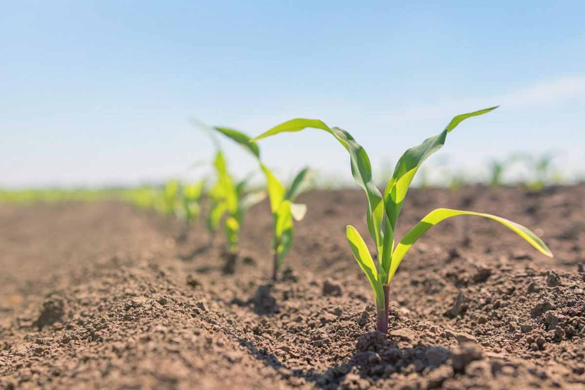 Comienza una nueva campaña de maíz, un cultivo clave para el agro y la ...