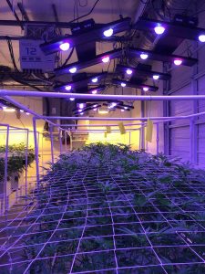 Las tecnologías israelitas que empujan la agricultura hacia sistemas ...