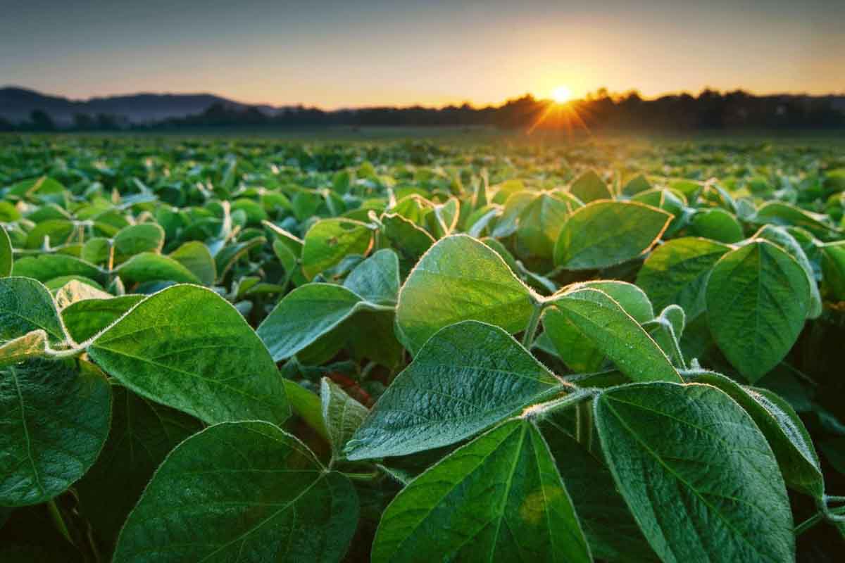 Nitragin lanzará un nuevo promotor de crecimiento para semillas de soja ...
