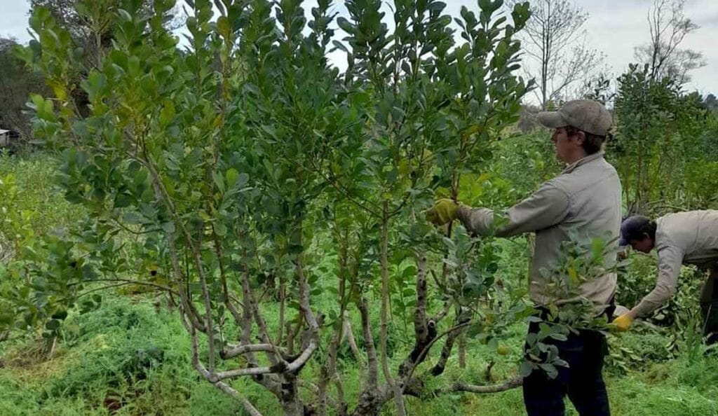 La yerba mate en Misiones: un un pilar económico y social que se ...