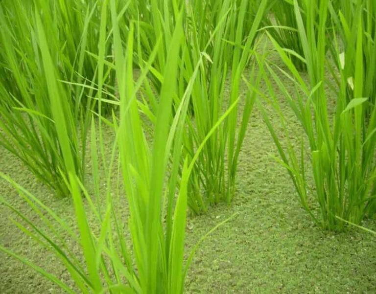 ¿Qué es el arroz biogénico nutracéutico, el nuevo estándar en la ...