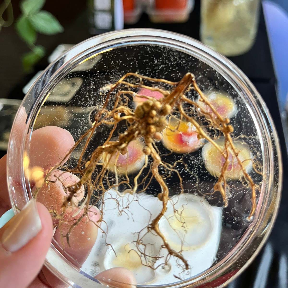 Novonesis debuta en AAPRESID llevando un porfolio de novedosas ...