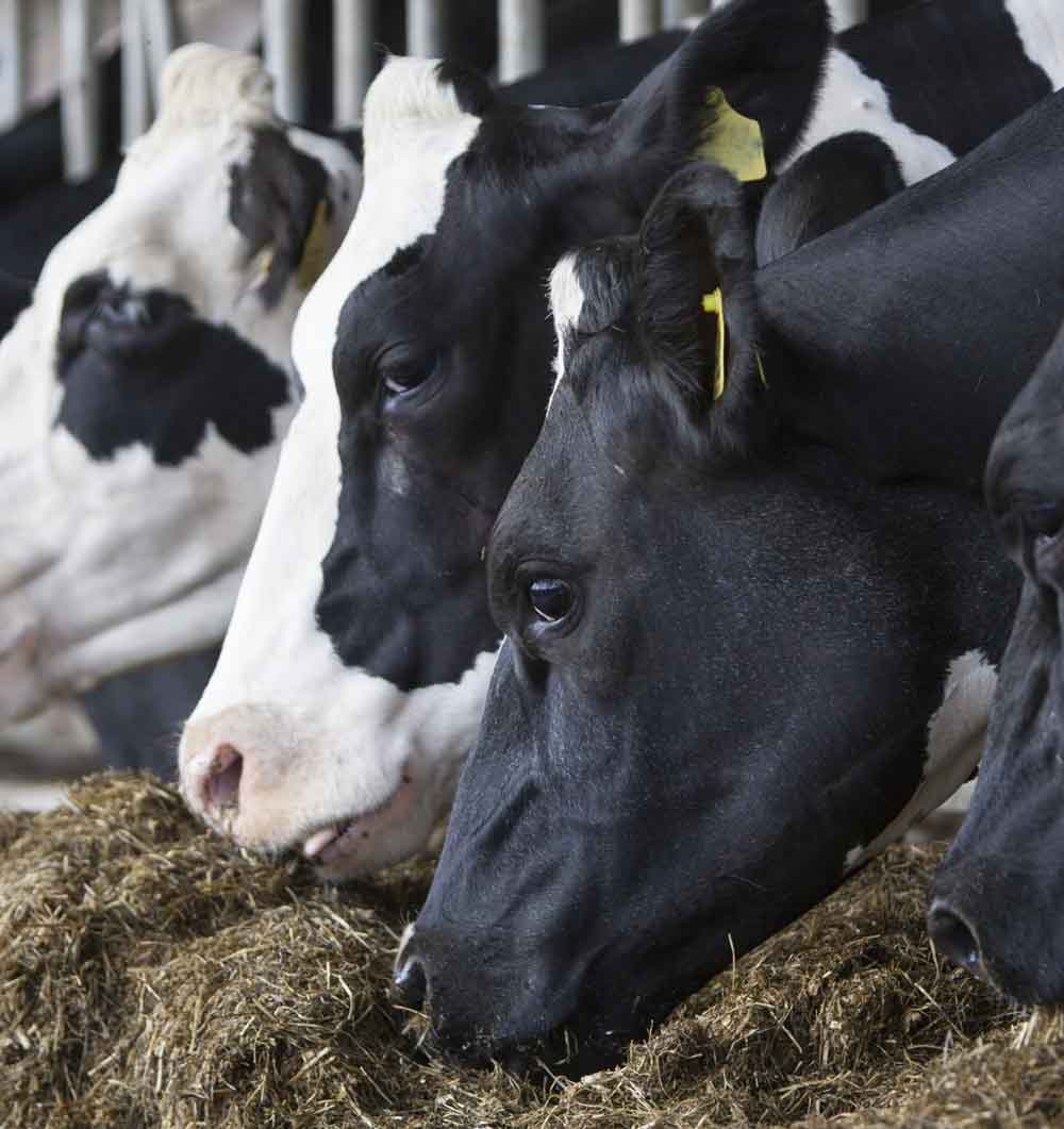 Novonesis refuerza su posición en el mercado de biosoluciones con una ...