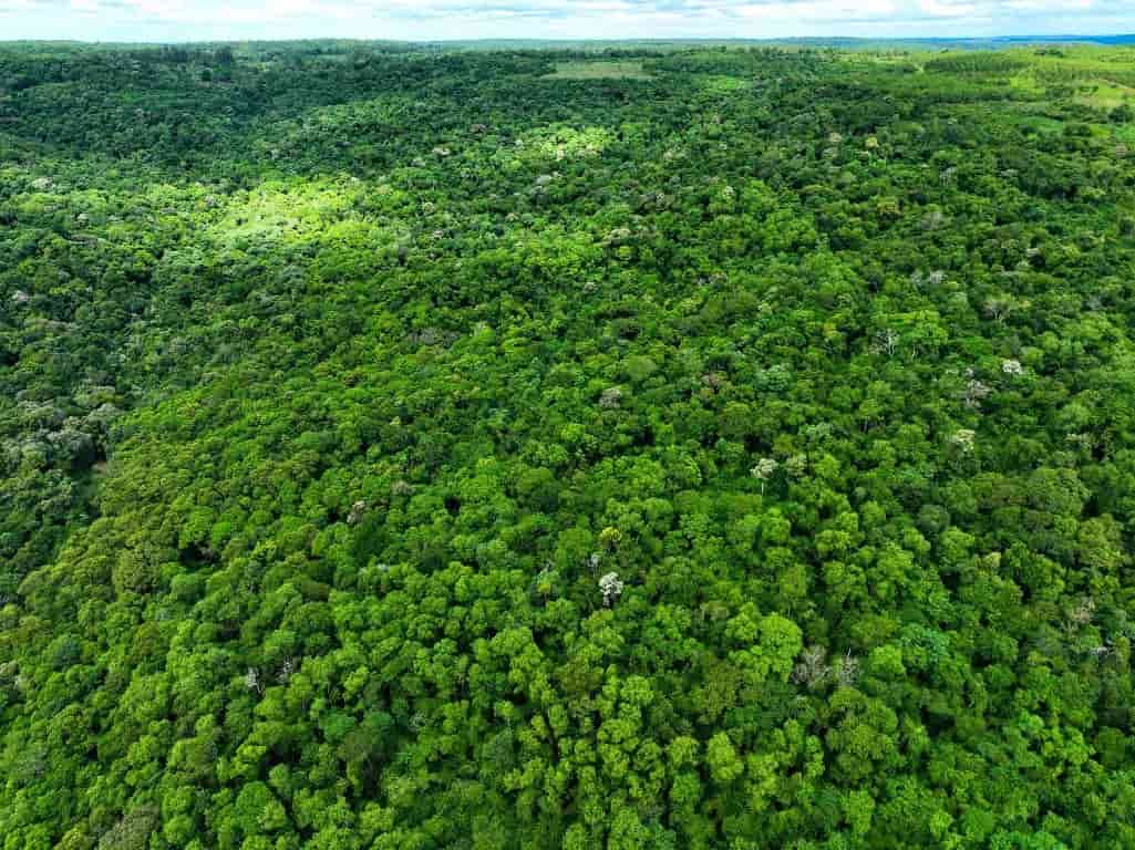 Primera certificación PEFC de bosques nativos en Argentina ...